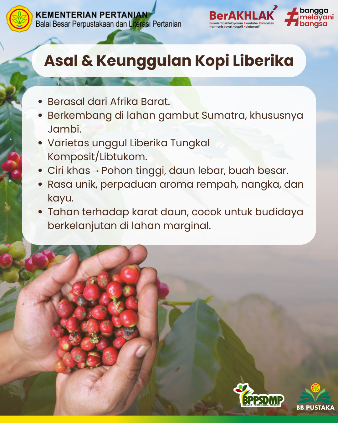 Info Literasi: Dekafeinasi Kopi Liberika: Inovasi Kopi Sehat dari Lahan ...