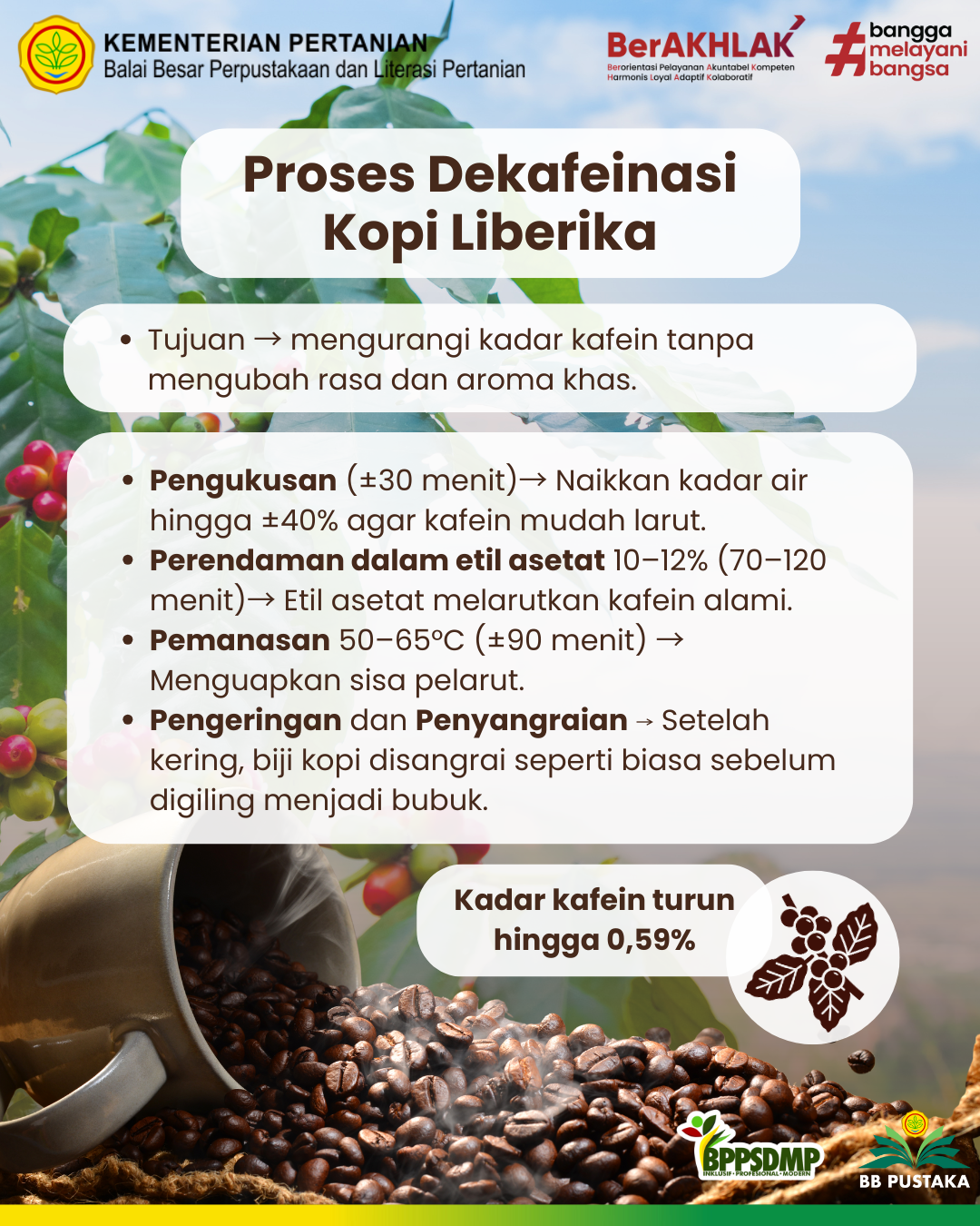 Info Literasi: Dekafeinasi Kopi Liberika: Inovasi Kopi Sehat dari Lahan ...